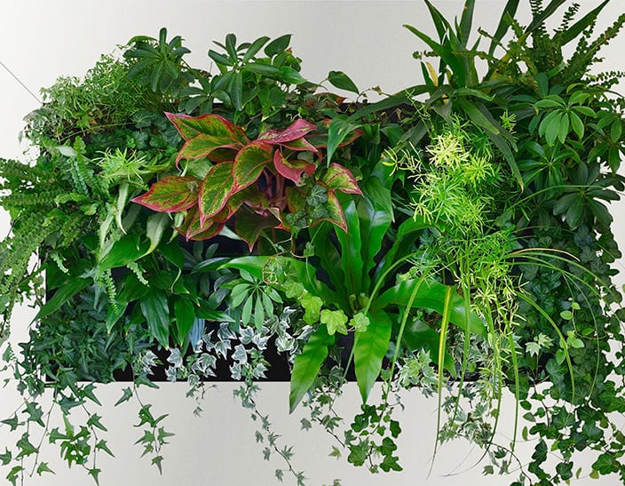 Home - Plant Design